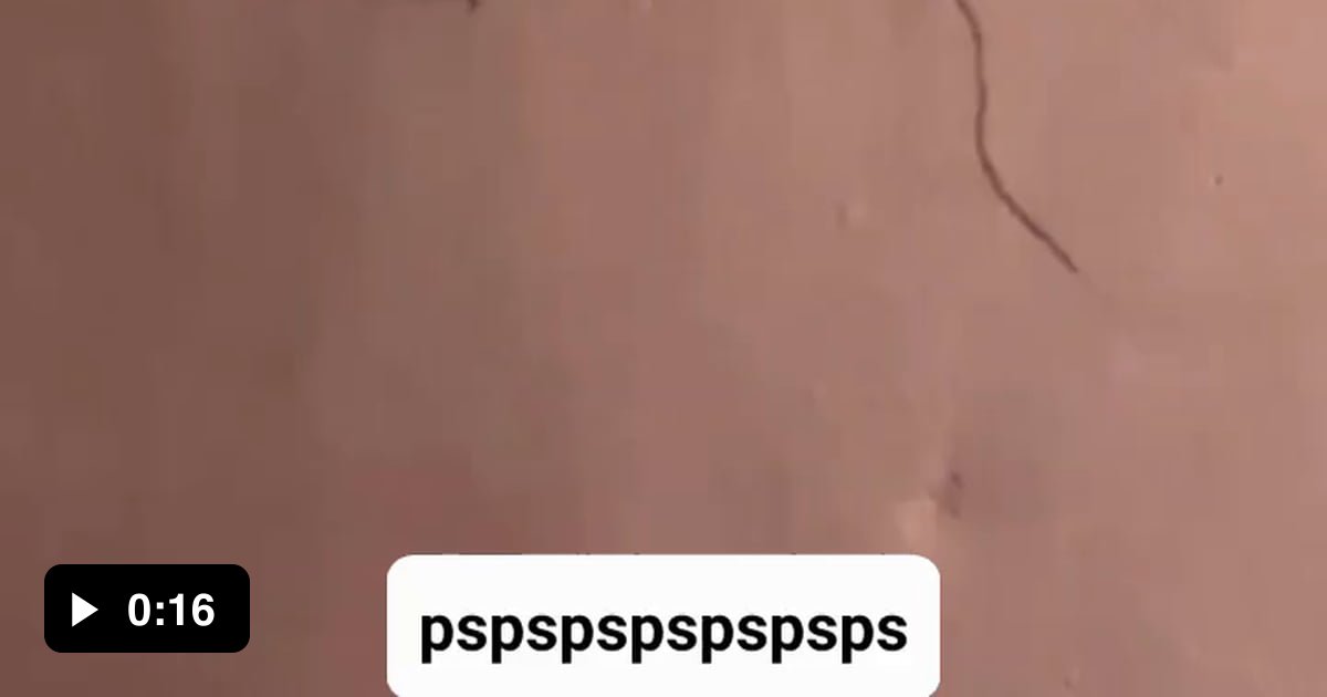 Pspspsps, came to mammy - 9GAG