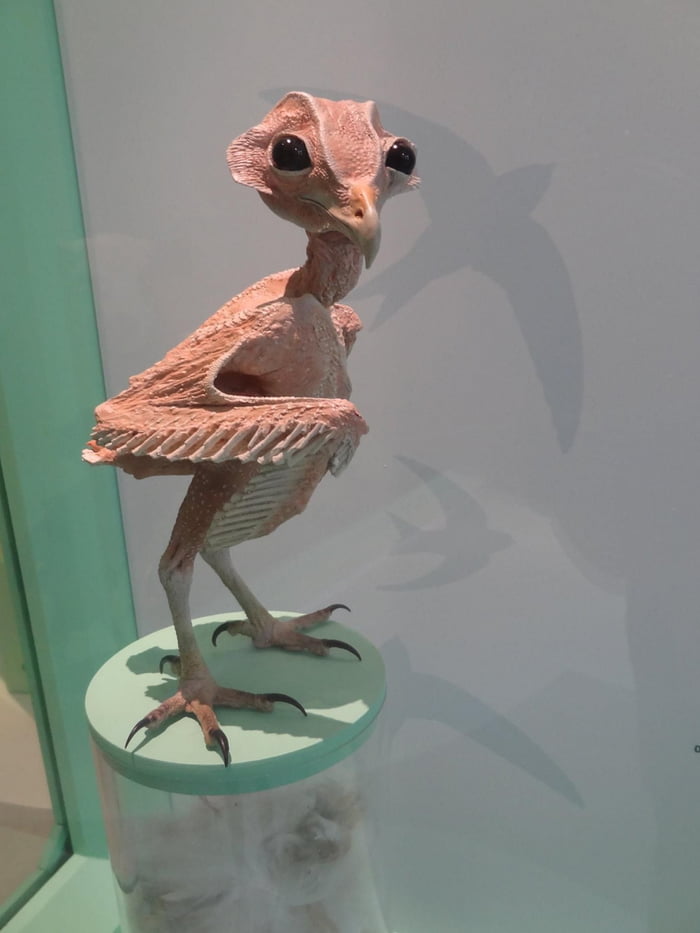 This is what owls look like without feather - 9GAG