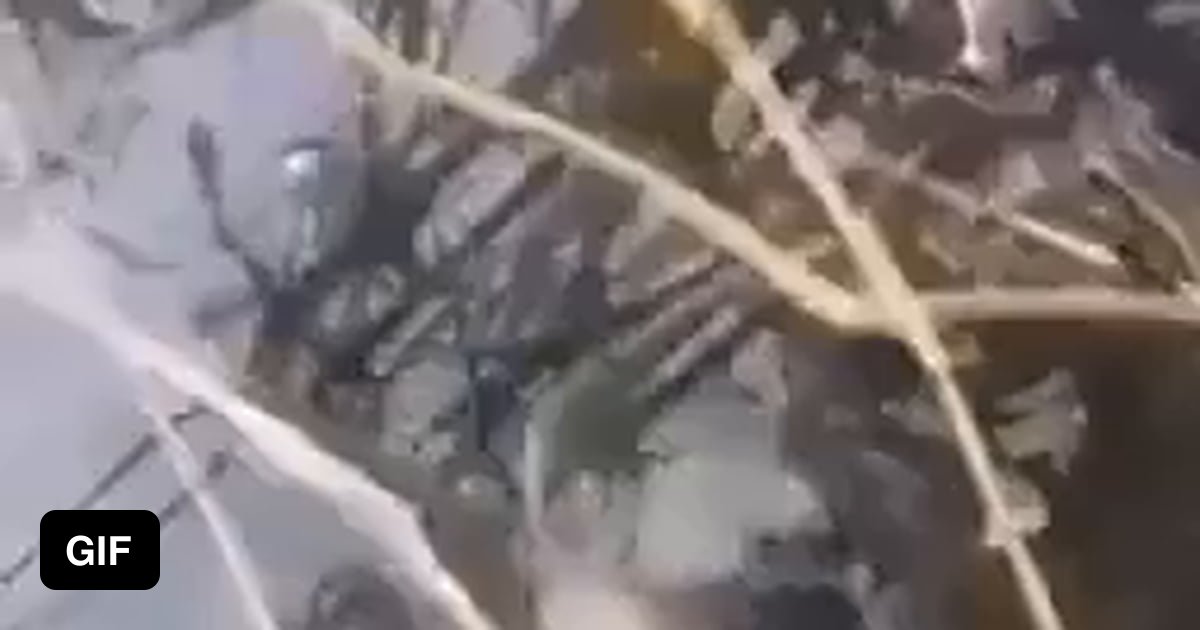 Undead fish - You must destroy the entire body to defeat or else - 9GAG