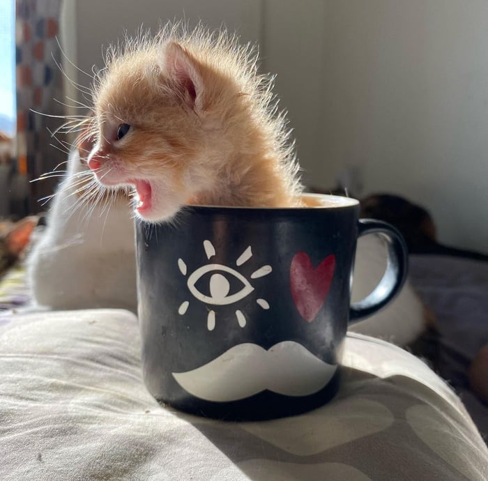Puss in cup - 9GAG