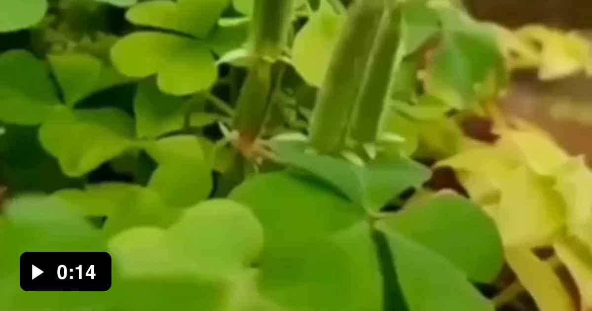 Oxalis is a plant that has a ballistic dispersal mechanism and can fire ...