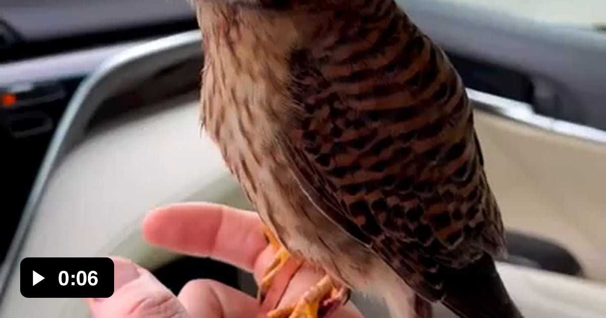 Mini hawk launched from car. Attacks an unsuspecting invasive speicies bird. - 9GAG