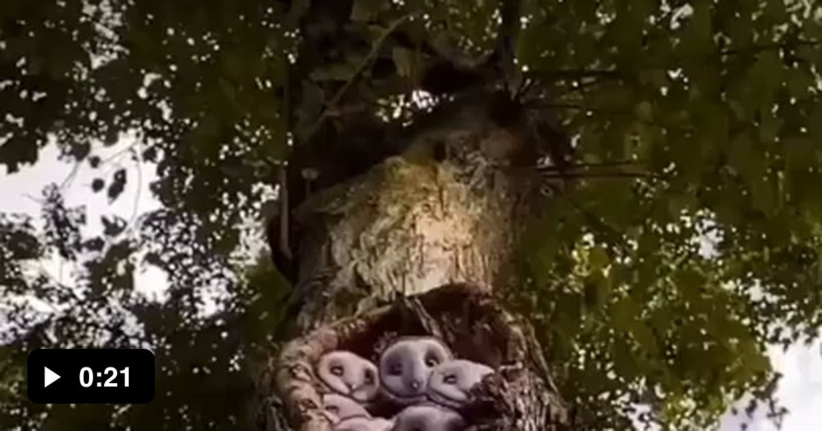 A family of owls. - 9GAG