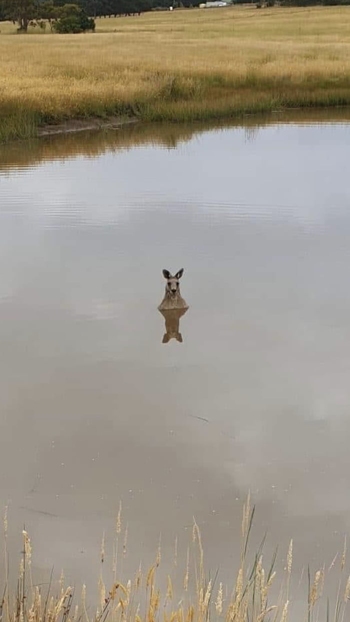 Sometimes , when they feel threatened, Kangaroos will go chest deep in ...