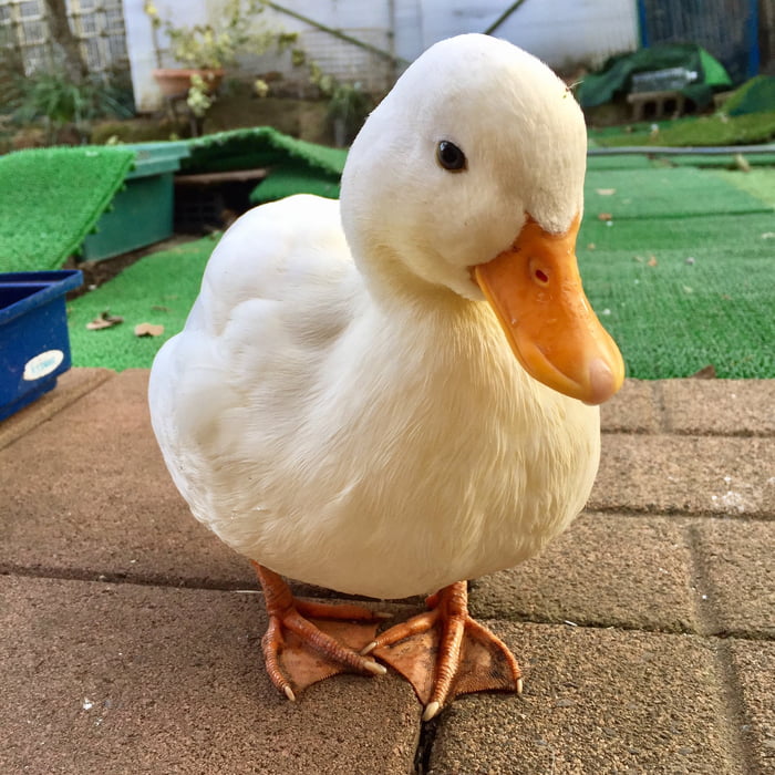 Daily duck pic - 9GAG