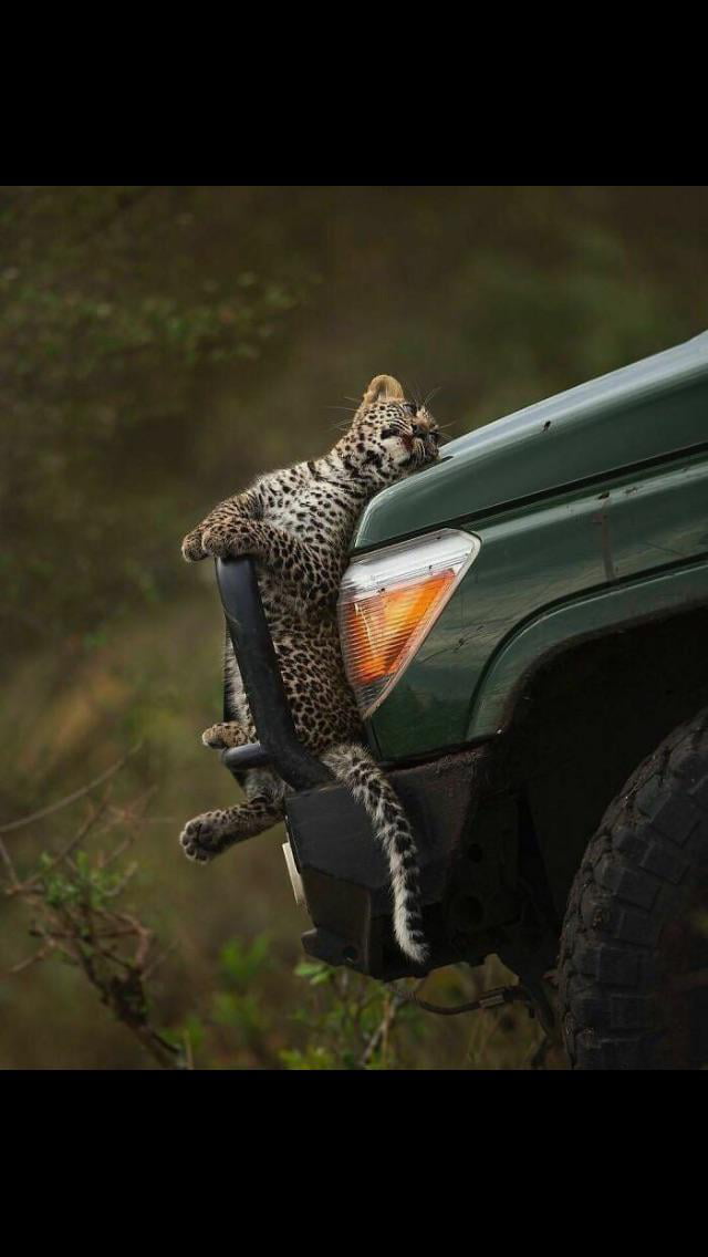 A wild Derp appears on your safari… - 9GAG