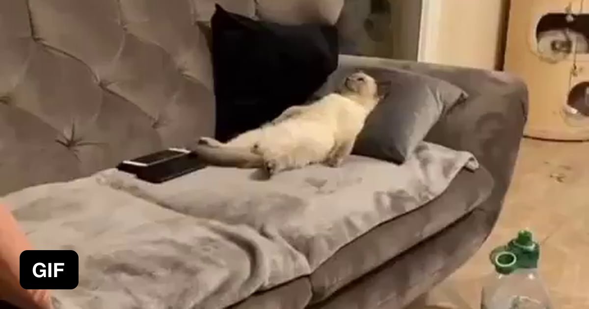 Existential crisis cat - 9GAG