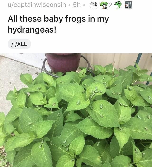 The kawaii Wednesday frogs - 9GAG