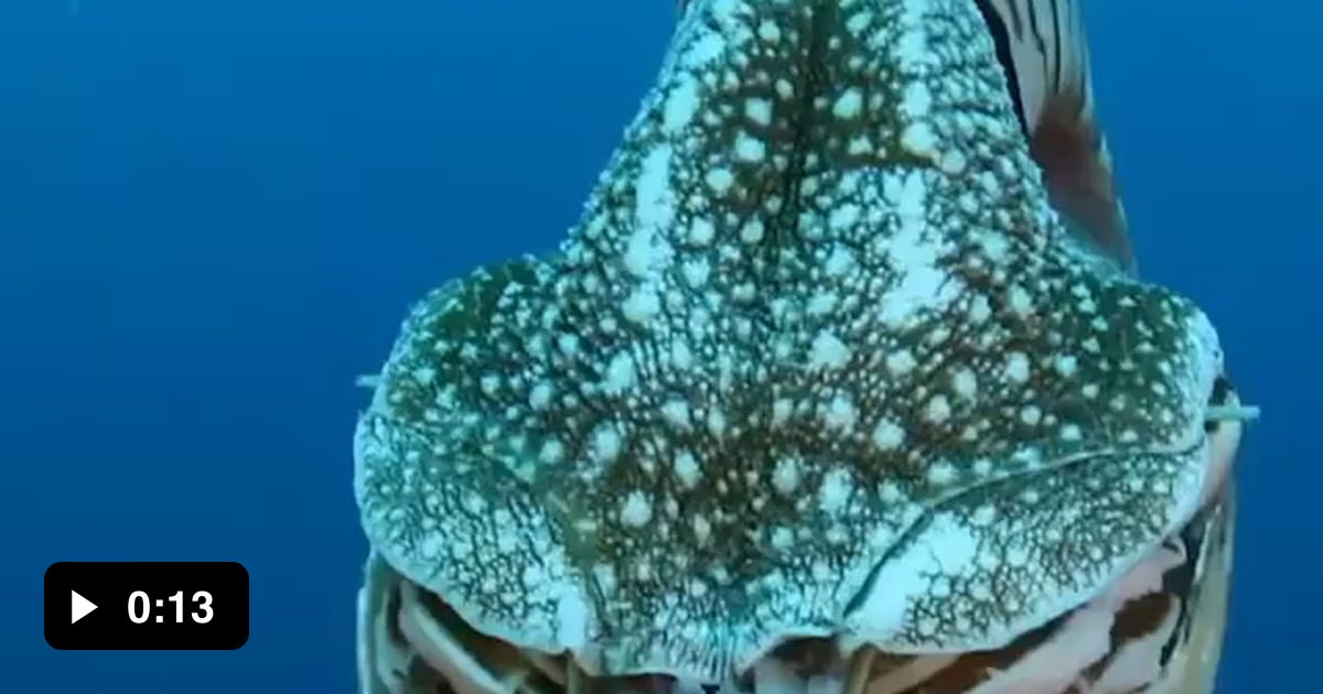 What you see in this video is called a Palau Nautilus or also known as ...