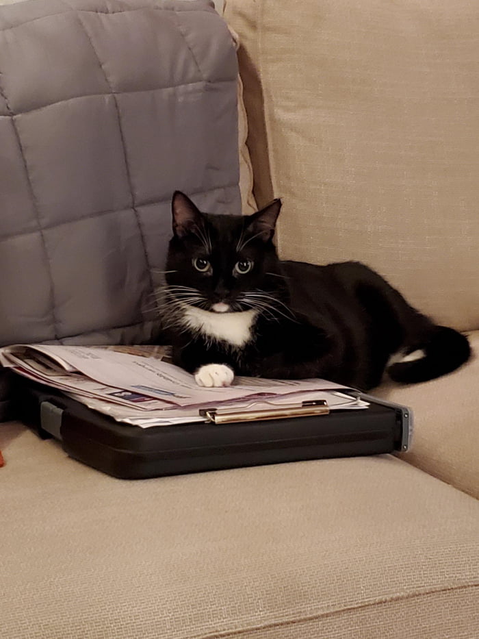 Business cat got lots of paperwork to do tonight - 9GAG
