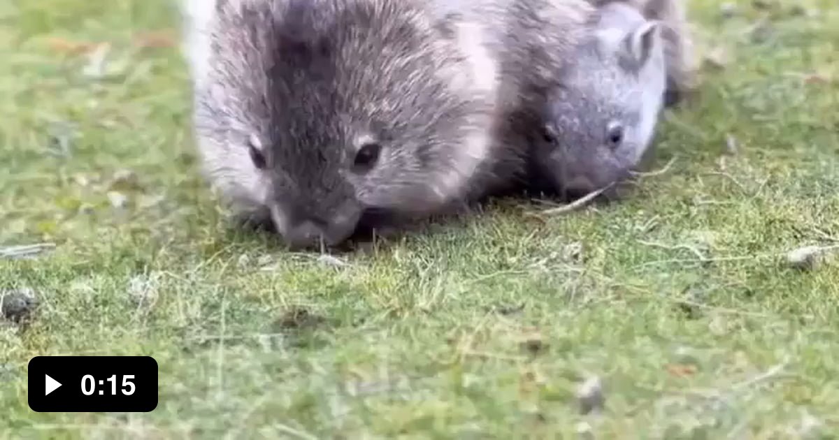 Take a break and watch these two adorable mf. - 9GAG