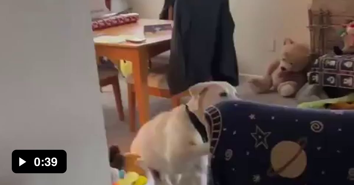 Every Year This Kind Man, Who Rescued This Dog As A Puppy, Comes To ...