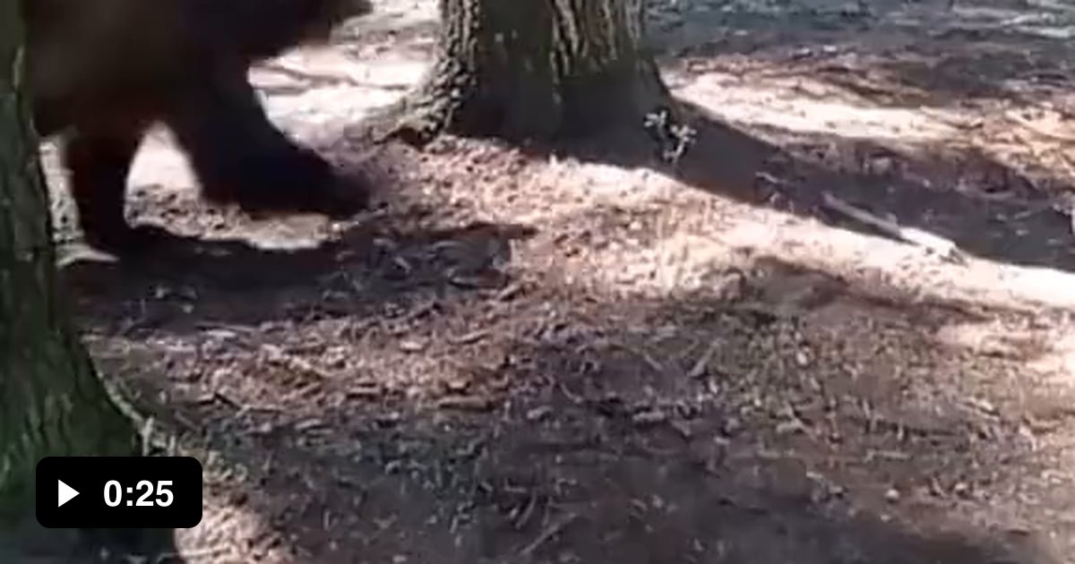 Yogi just wants a bite... Give him a bite - 9GAG