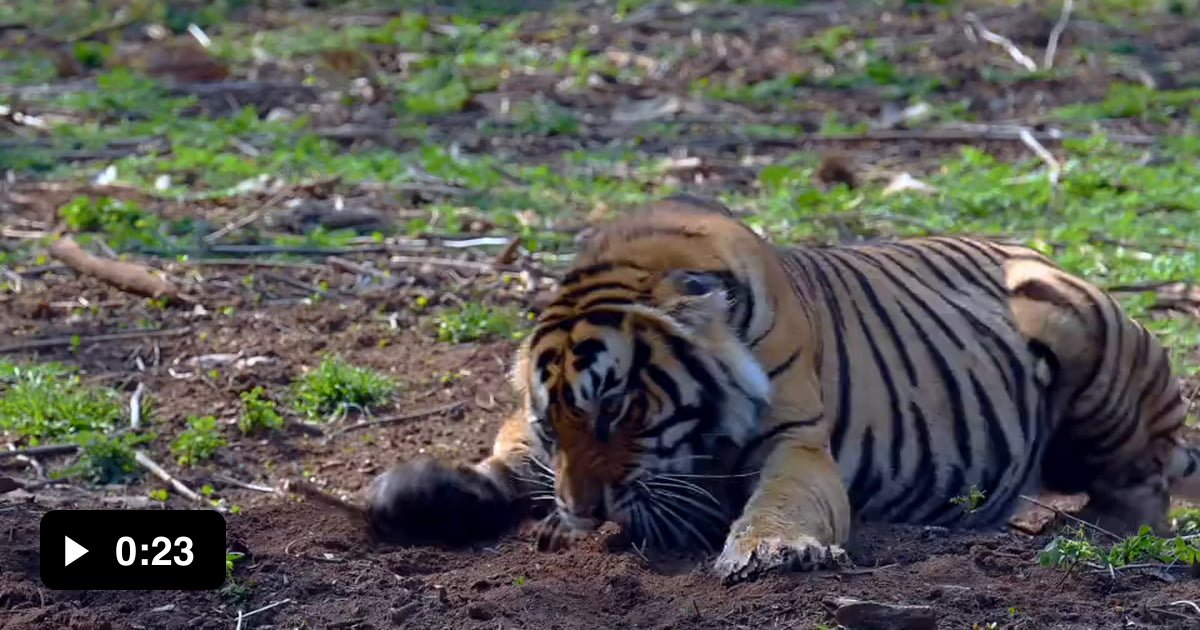 Mother Disciplined Daughter "Tiger Way" - 9GAG