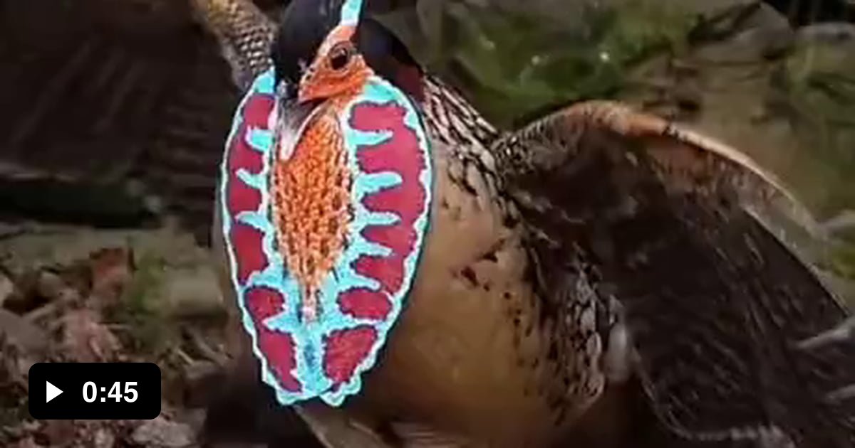 Es mi deber mostrarles el pájaro de 4 labios. Robado de WTF! - 9GAG