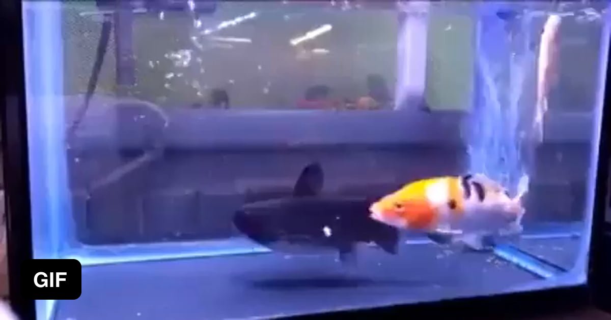 Fish tank - 9GAG