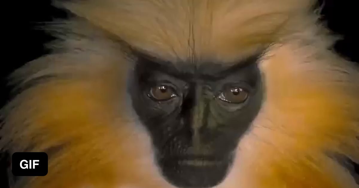 Gee’s golden langur. Researchers have said that this monkey works hard to avoid human ...