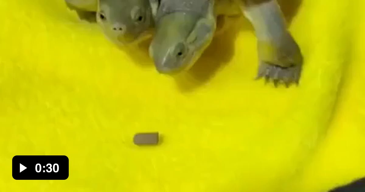 Conjoined turtles fight over a food pellet - 9GAG