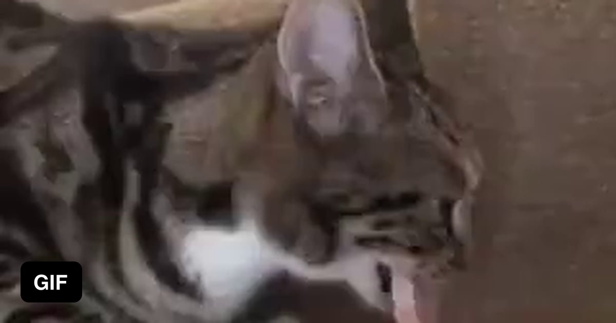 Se ve claramente cuando el puto gato piensa... "YA VALÍ VERGA" - 9GAG