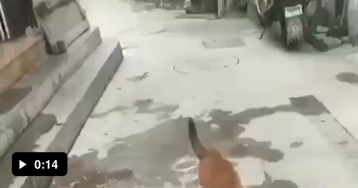 A dog balancing a glass of water on his head while walking - 9GAG
