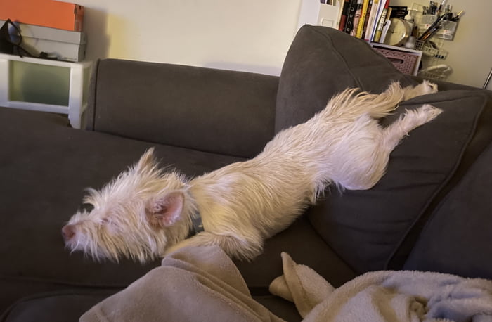 It was ruff day at work today - 9GAG