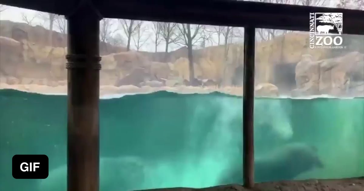 Fiona the Hippo having the time of her life in the pool: despite ...