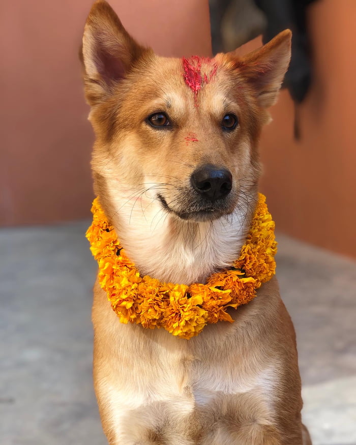 Happy Kukur Tihar (Dog Festival in Nepal) - 9GAG