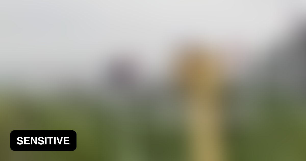 The Geong, a glass bridge in the Limpakuwus Pine Forest, Indonesia ...