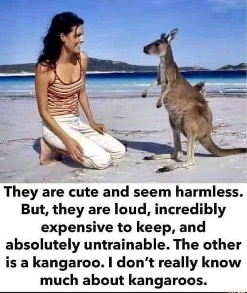 Meanwhile, back in Australia - 9GAG