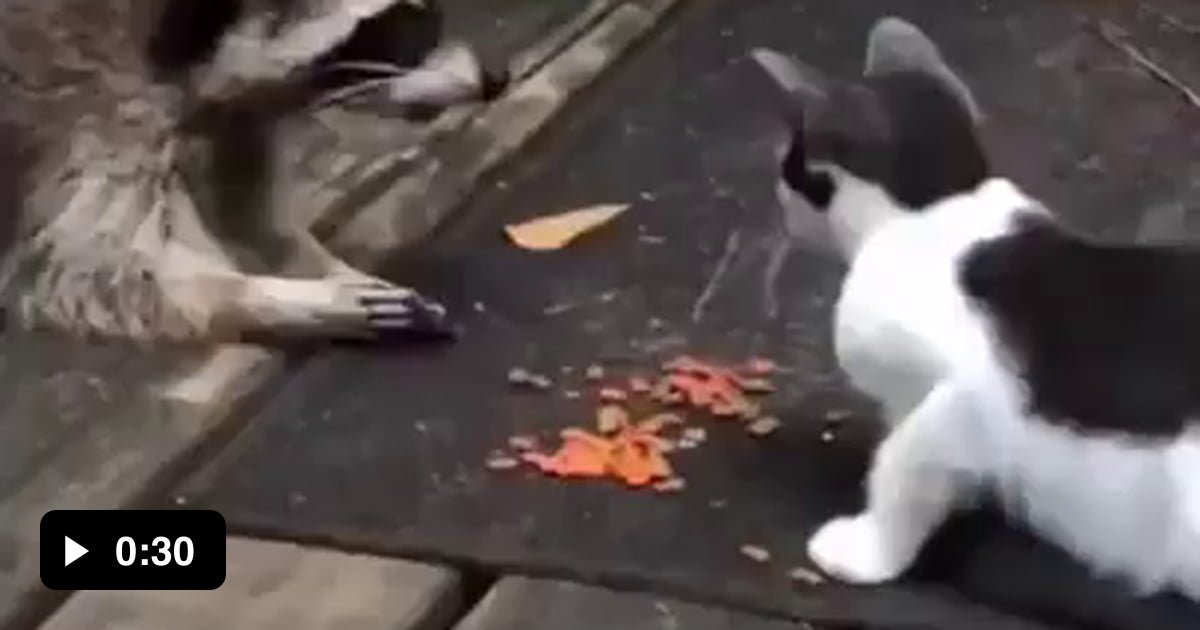 Snick-snack-sneak-attack!! - 9GAG