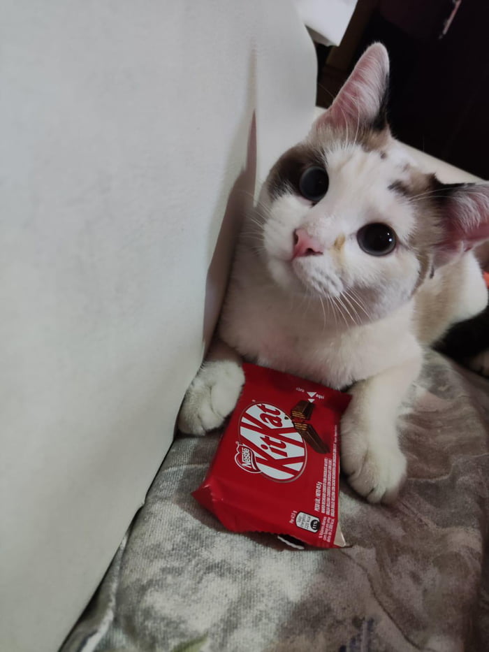 This is Luna. She is with a KitKat - 9GAG