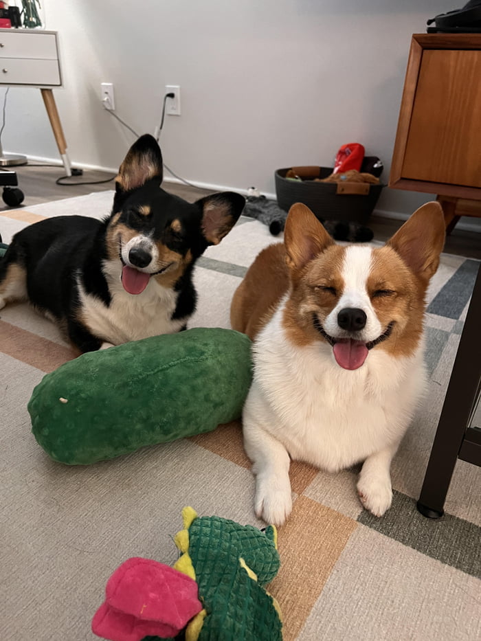 Happy corgis 😄😄 - 9GAG