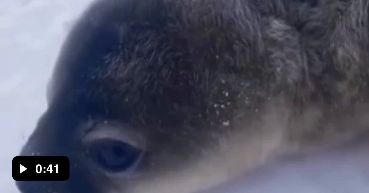 Seal cub sounds - 9GAG