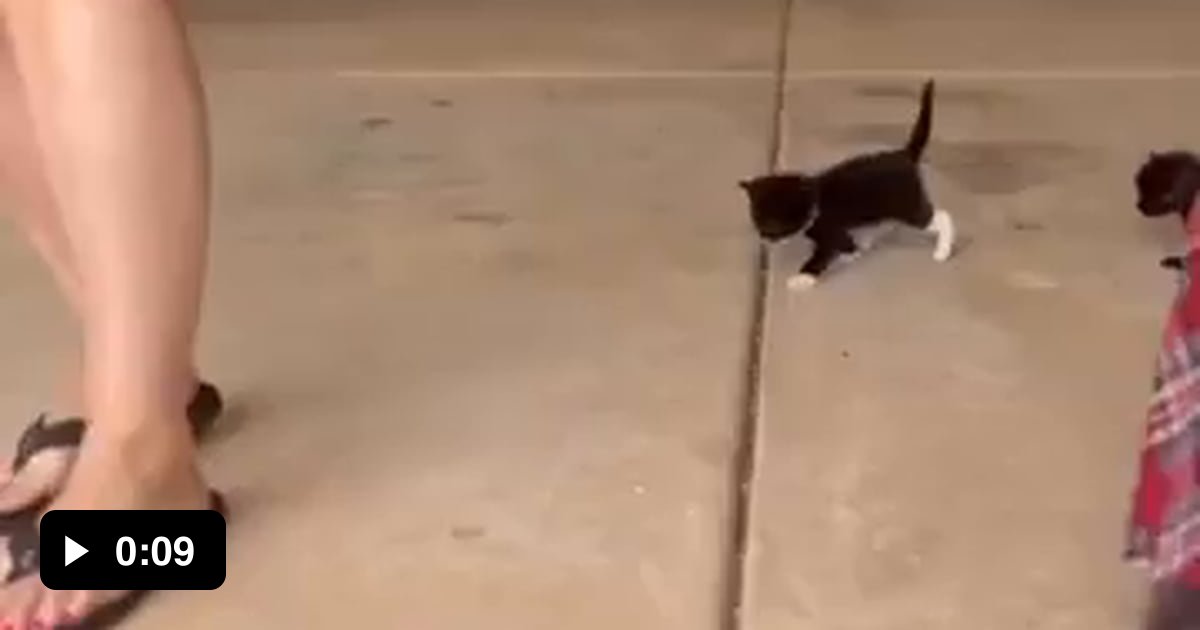 Kitten on parade - 9GAG