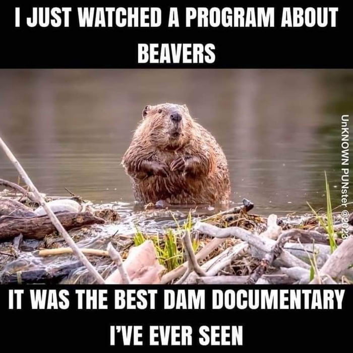Nice beaver - 9GAG