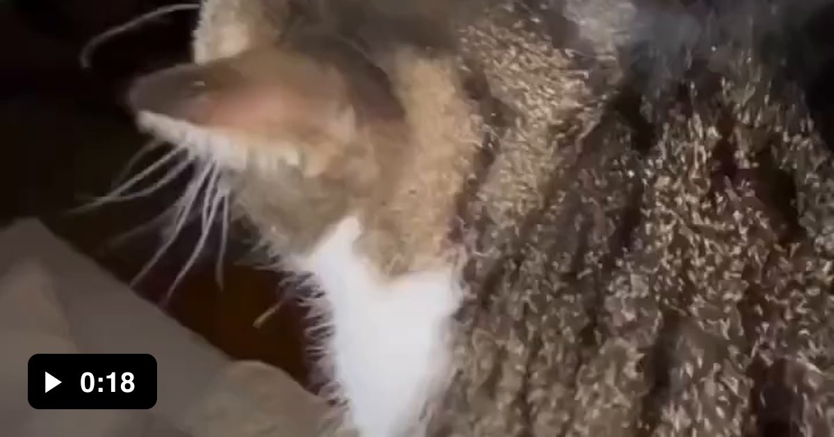 Yo it's the butter cat boii - 9GAG