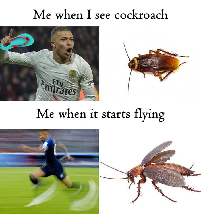 OP cockroach - 9GAG