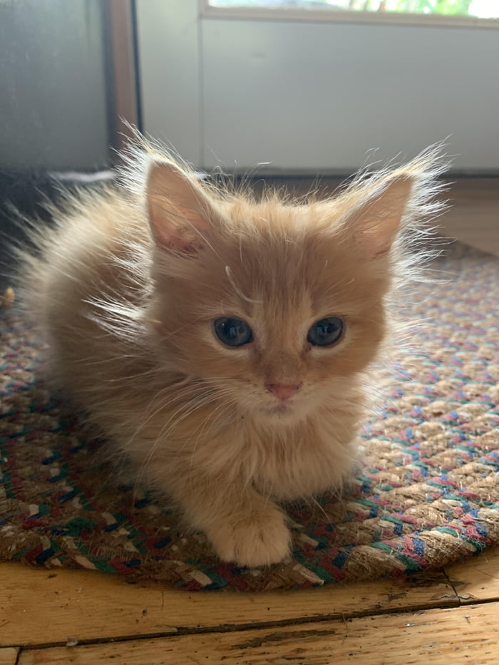 Little Fluff Ball - 9GAG