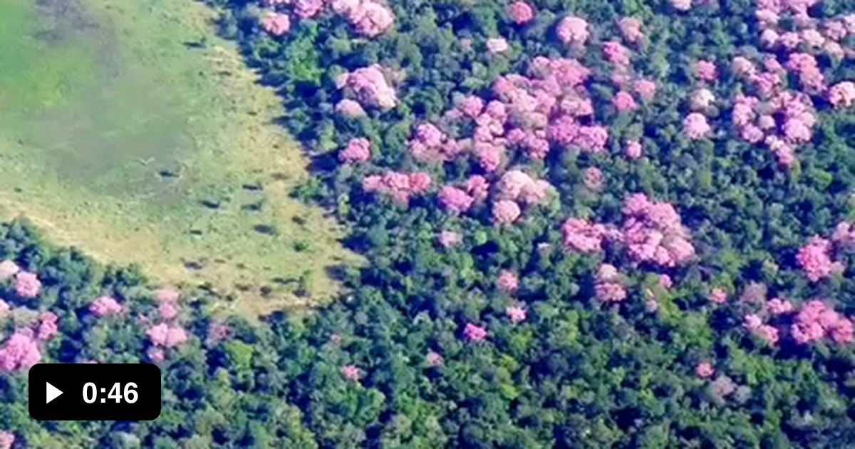 Purple ipe tree in brazilian pantanal - 9GAG