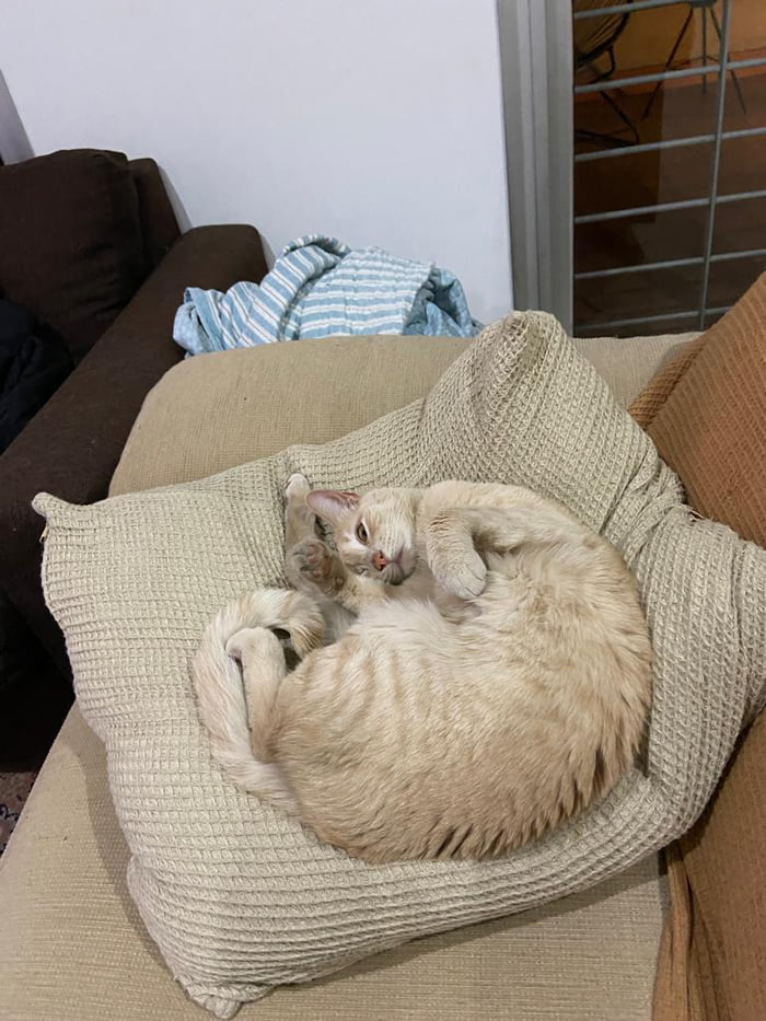 Rate my dual cat - 9GAG