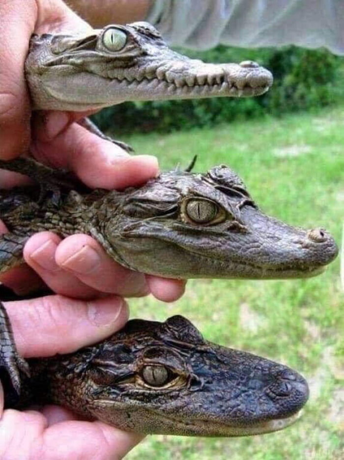 Difference between a crocodile, caiman and alligator - 9GAG
