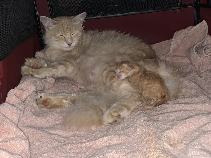 Brand new kitten and the mama cat resting - 9GAG