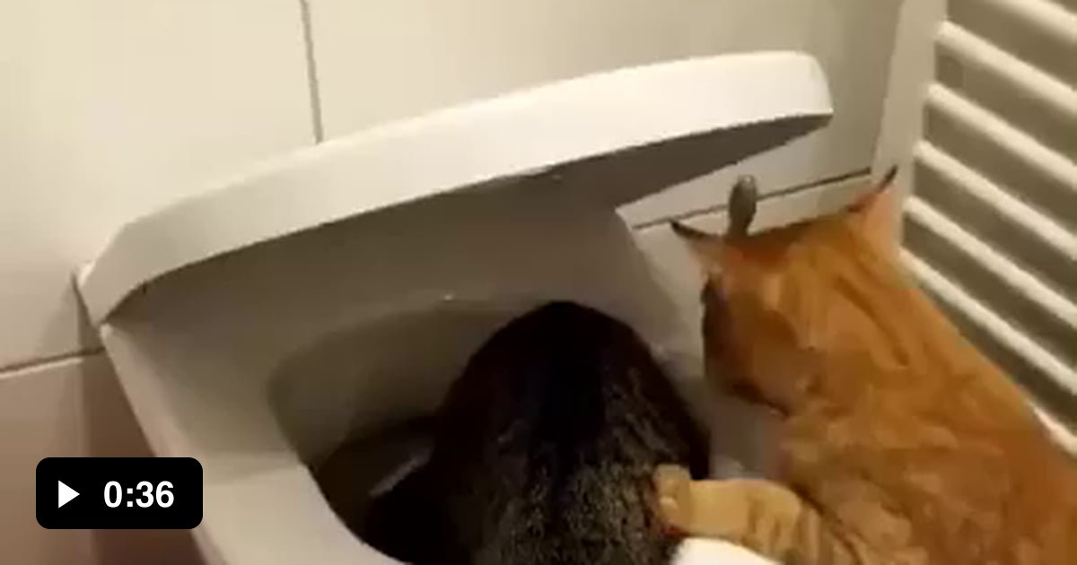 Cats being Cats 😂 - 9GAG