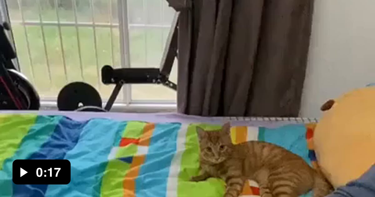 Who's a good Kitty - 9GAG