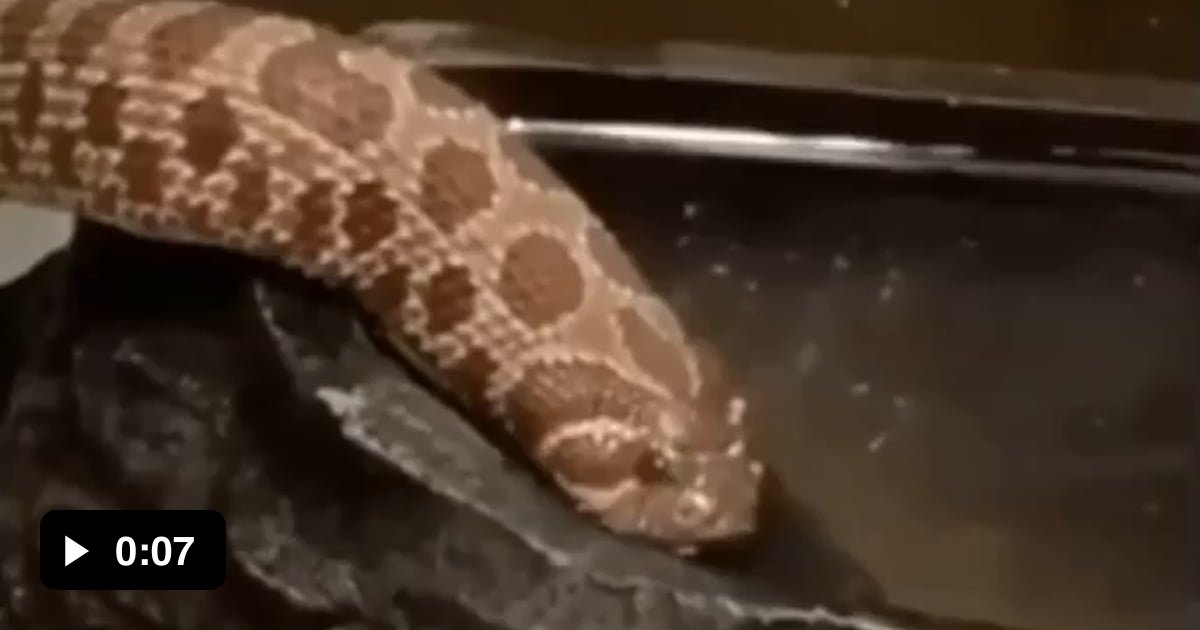 Video of a snake drinking water - 9GAG