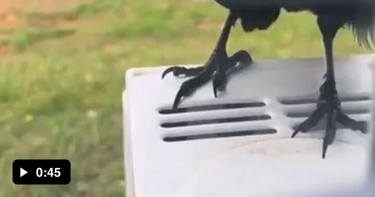 Crows can be funny too! - 9GAG
