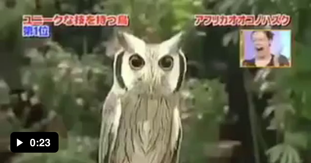 Owl transformation - 9GAG