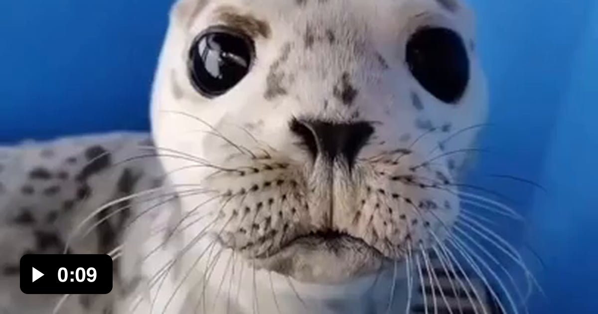 Sea pupper♡ - 9GAG