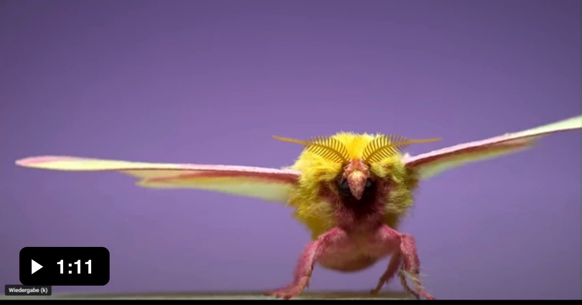 Ich bin ein fuching Schmetterling - 9GAG