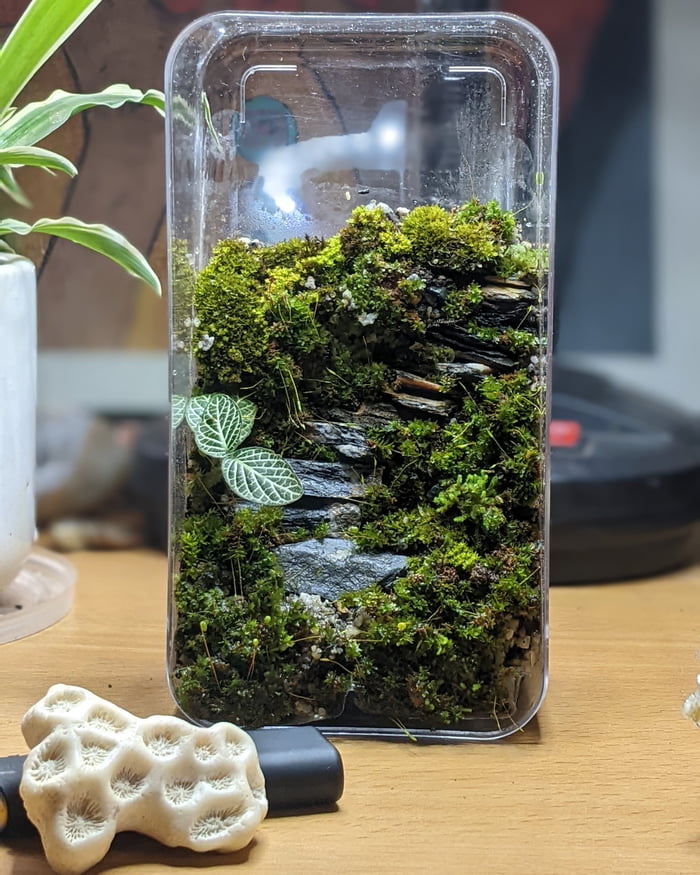 Terrarium in a Ferrero Rocher box - 9GAG